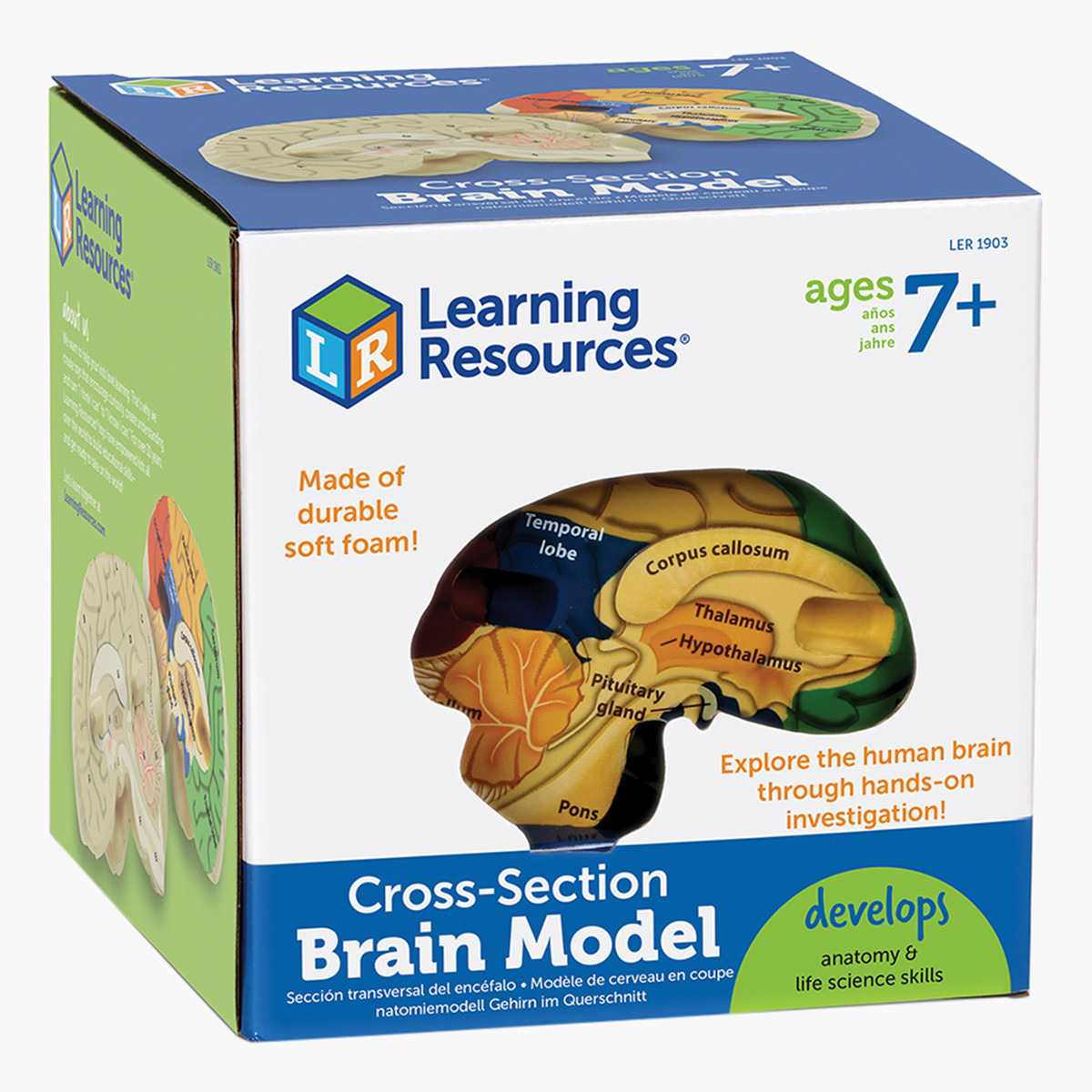 Buy Learning Resources Cross-Section Brain Model Online | Centrepoint Qatar